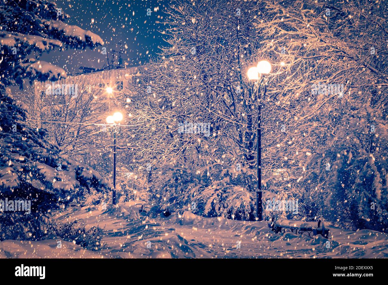 Winter night park with lanterns, pavement and trees covered with snow ...