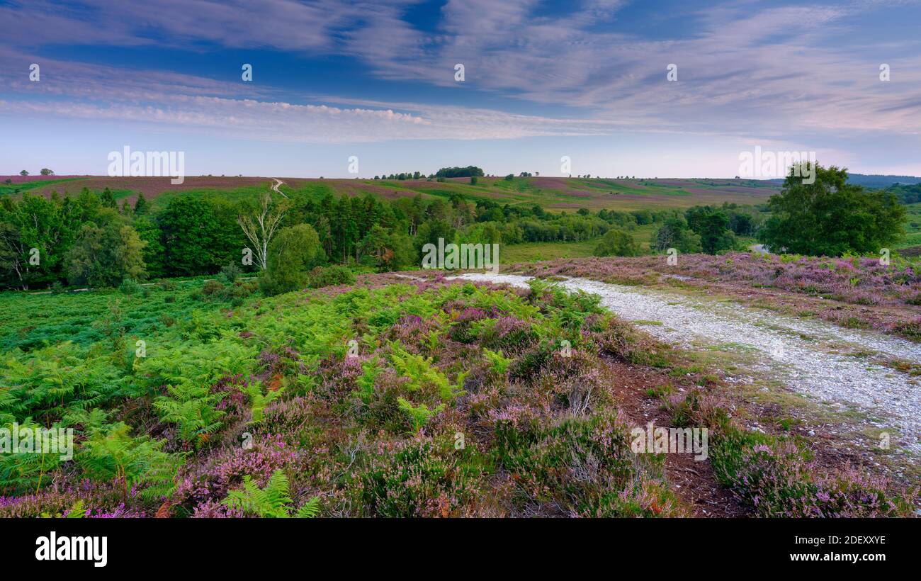 New Forest, UK - August 8, 2020: Sunrise and heather on Rockford Common ...