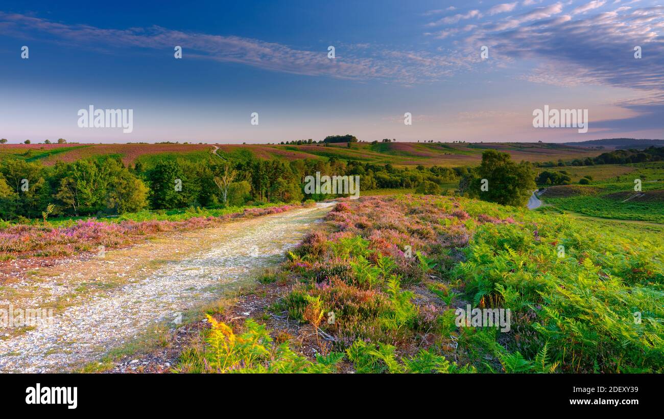 New Forest, UK - August 8, 2020: Sunrise and heather on Rockford Common ...