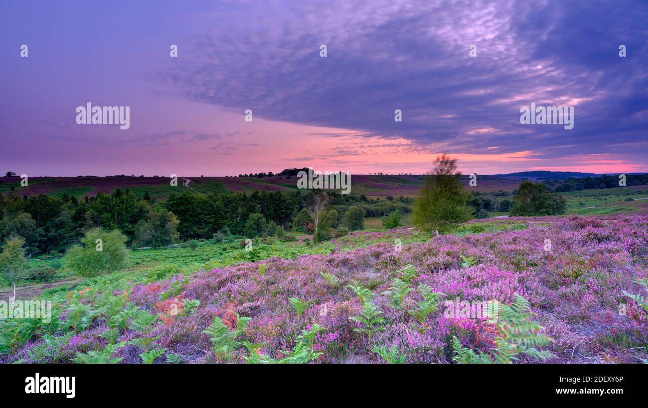 New Forest, UK - August 8, 2020: Sunrise and heather on Rockford Common ...