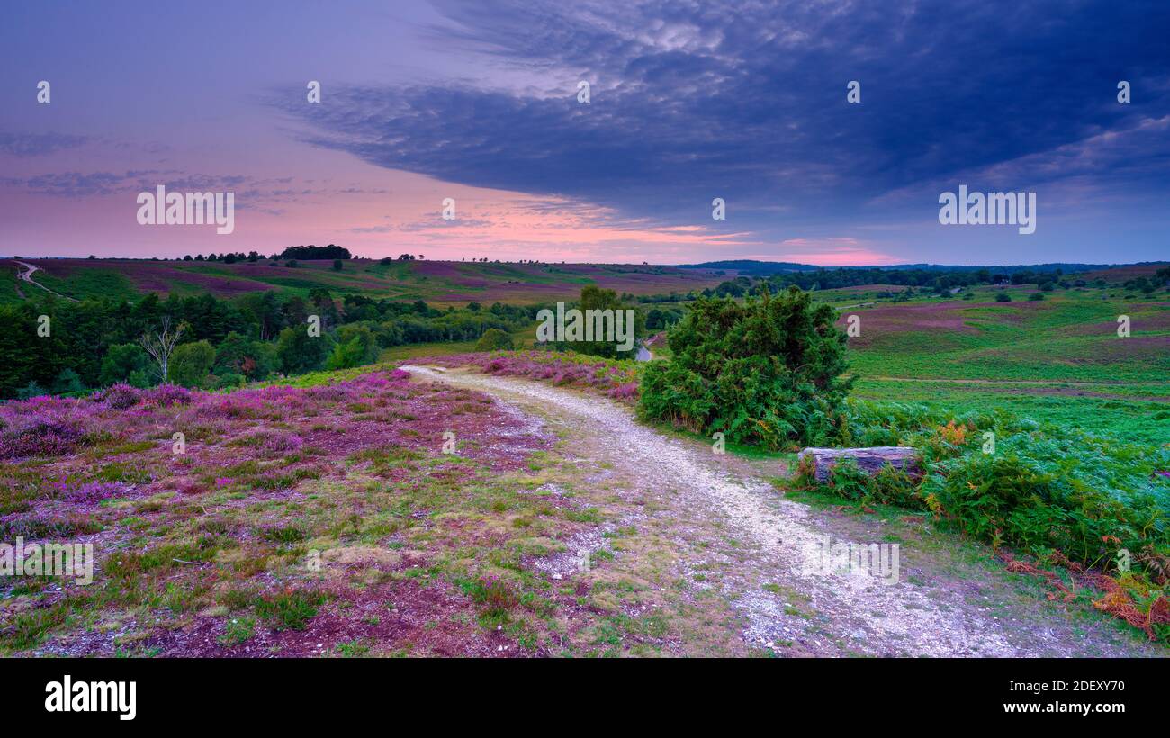 New Forest, UK - August 8, 2020: Sunrise and heather on Rockford Common ...