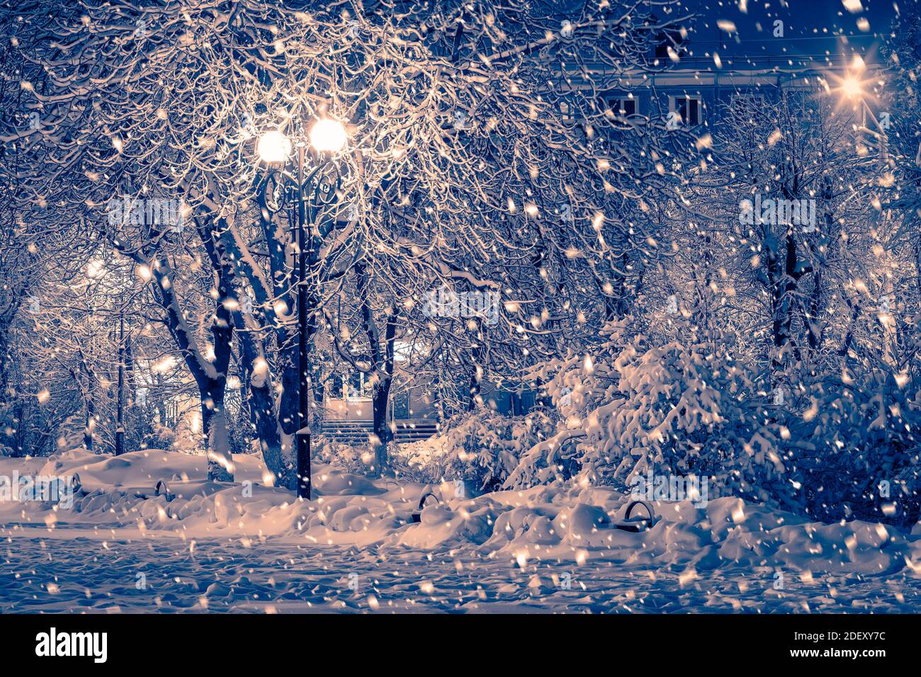 Winter night park with lanterns, pavement and trees covered with snow ...
