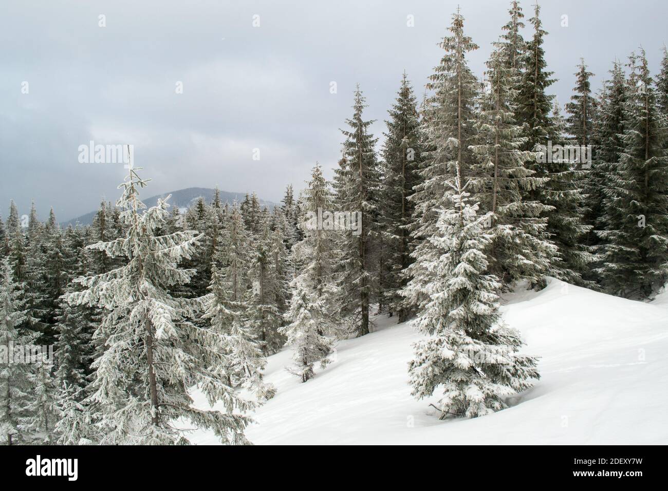 Snow covered tall pines. Mountain landscape. Concept for a winter ...