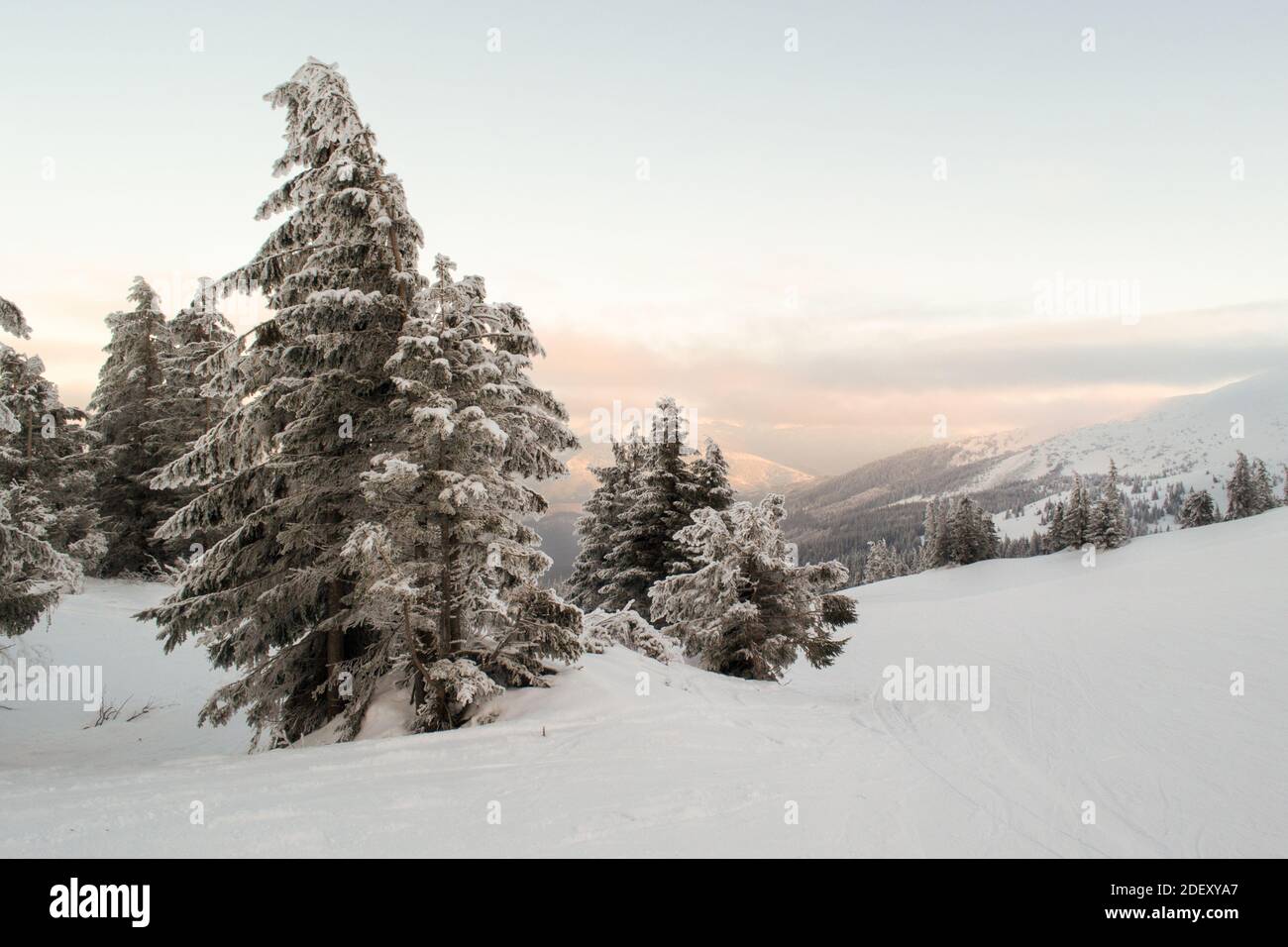 Snow covered pine trees. Mountain landscape. Horizontal orientation ...