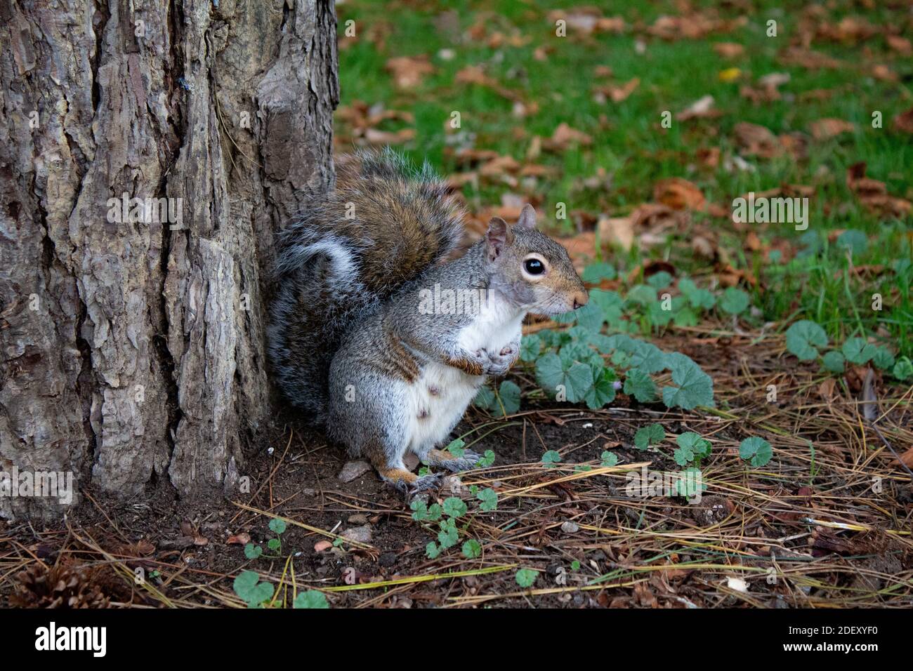 Squirrel facing to the side and staring at the camera in Beckett's Park ...