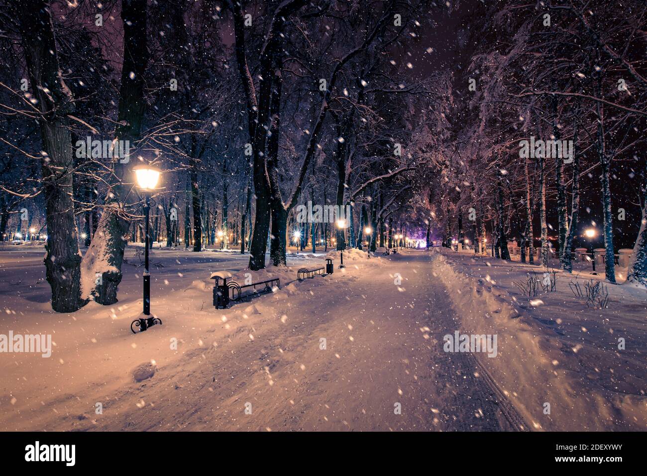 Winter night park with lanterns, pavement and trees covered with snow ...