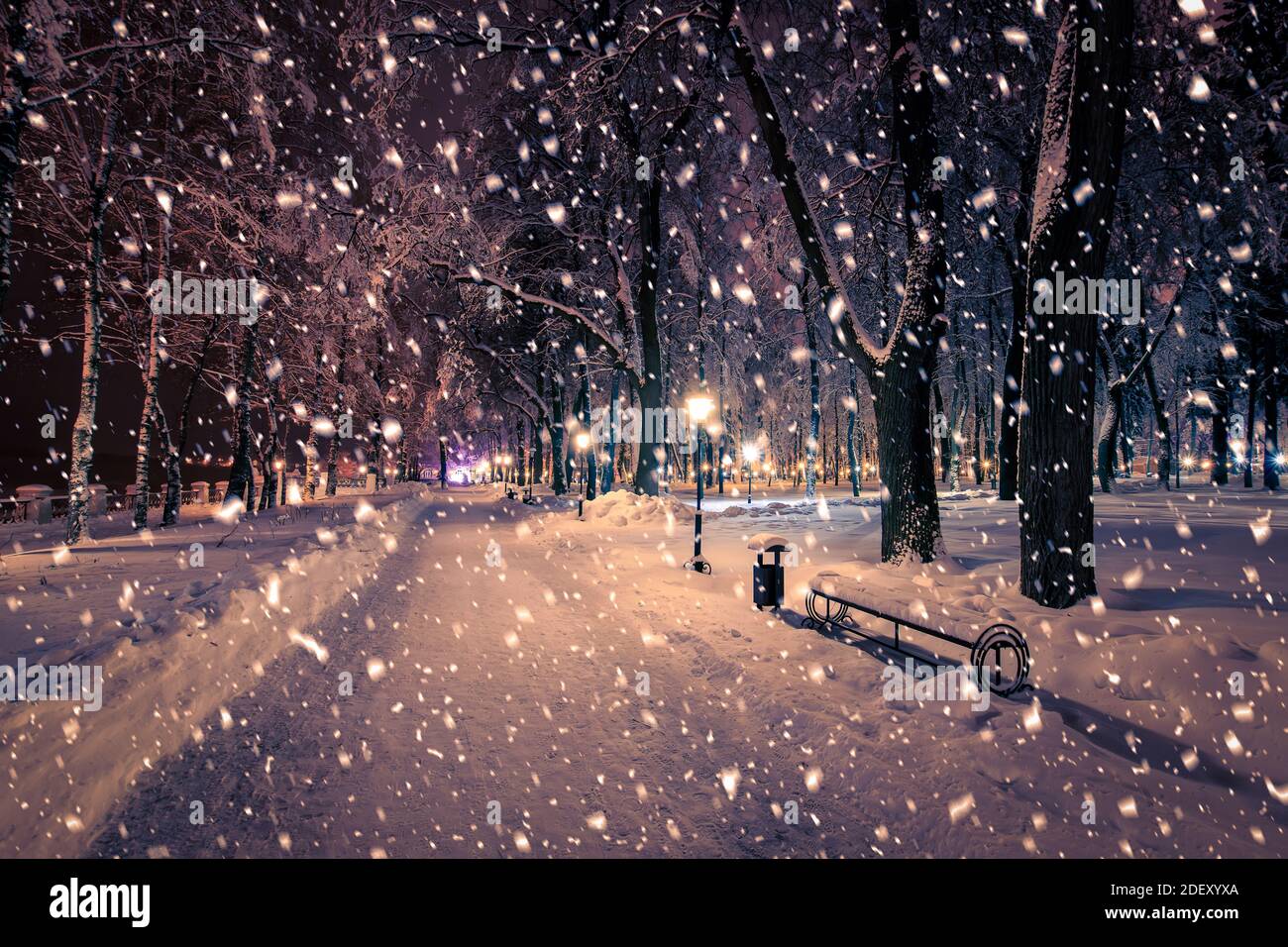 Winter night park with lanterns, pavement and trees covered with snow ...