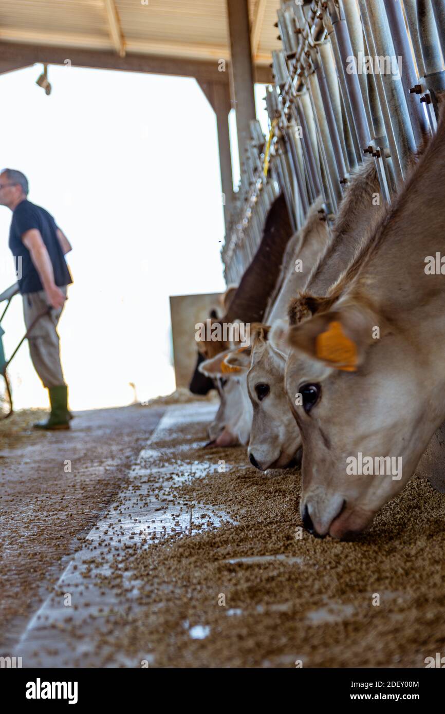Milking cows stable hi-res stock photography and images - Alamy