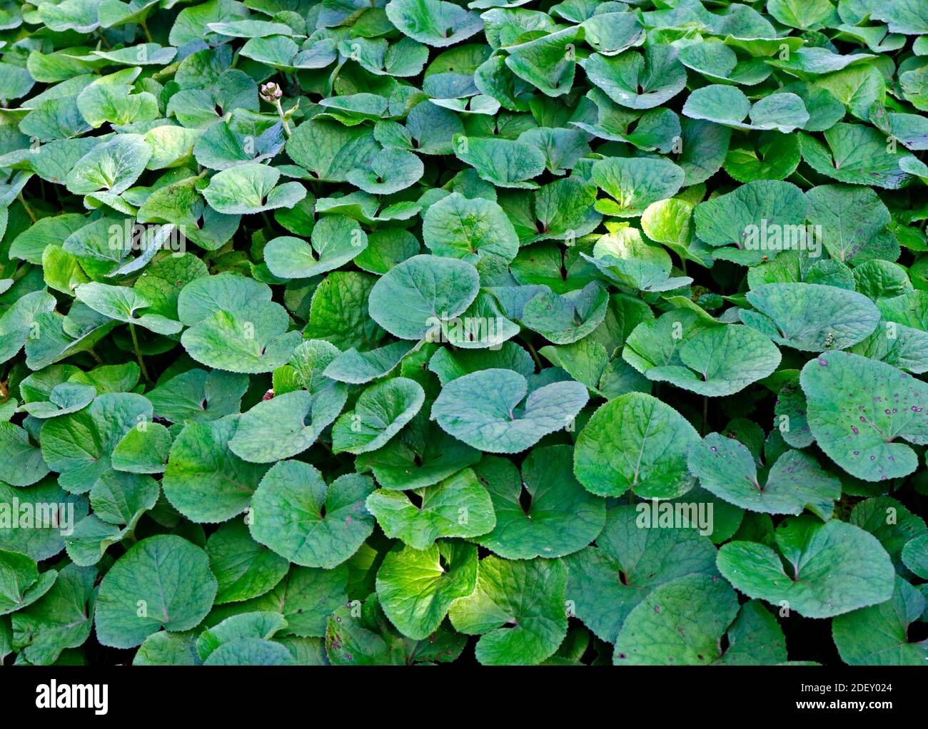 An extensive carpet of leaves of the Winter Heliotrope, Petasites ...