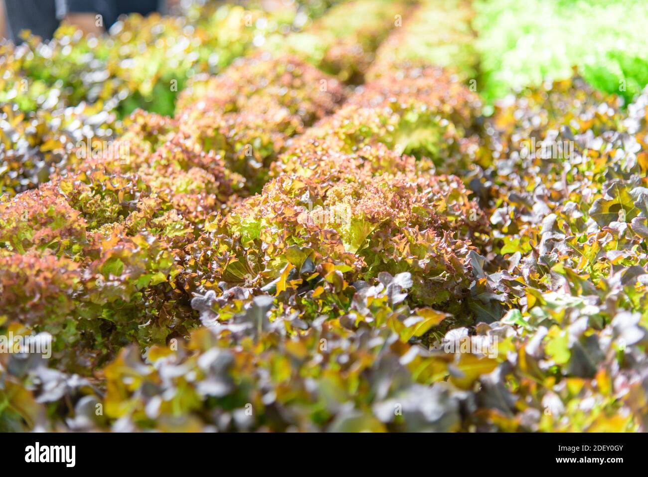 red coral vegetable in water trough of hydroponics Stock Photo - Alamy