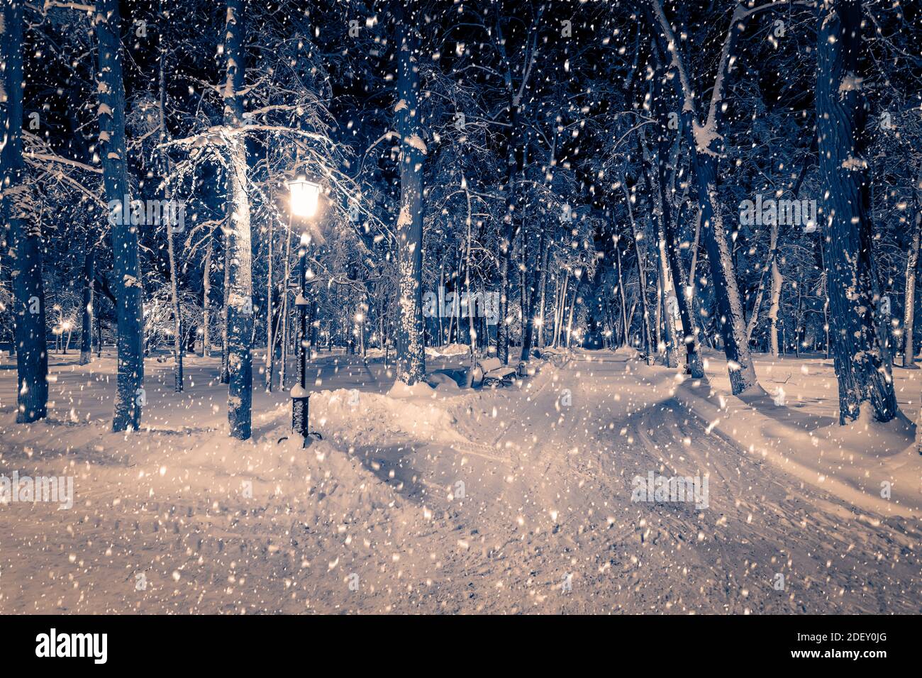 Winter night park with lanterns, pavement and trees covered with snow ...