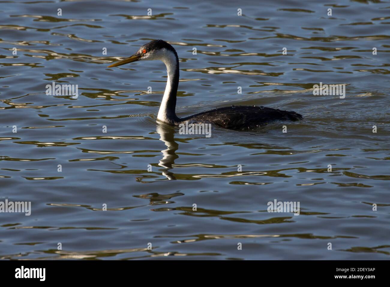 Western grebe (Aechmophorus occidentalis) on Upper Klamath Lake, Moore ...