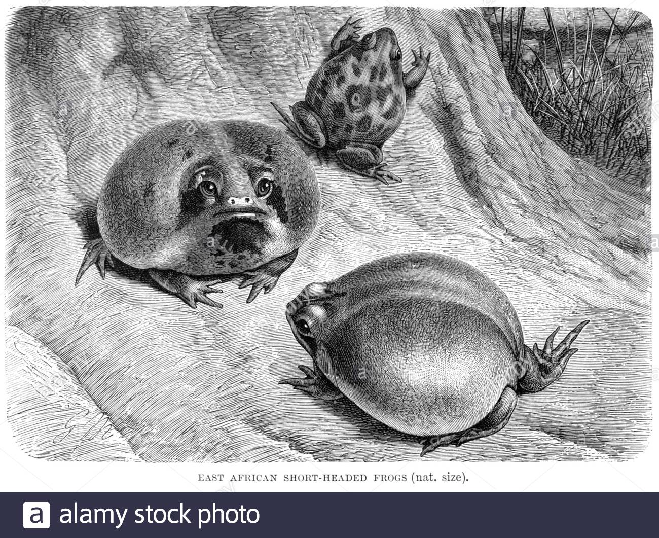 East African Short Headed Frog, vintage illustration from 1896 Stock ...