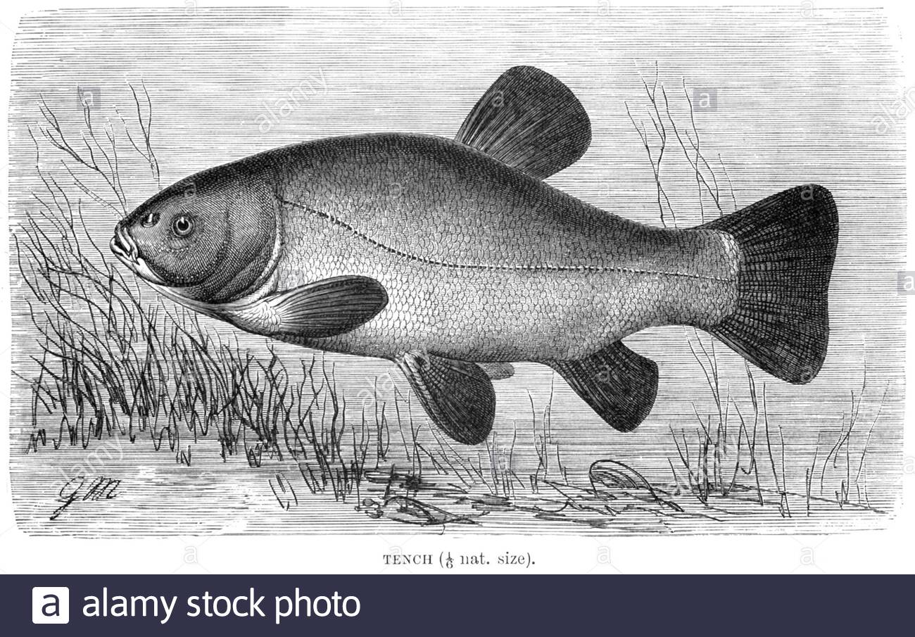 Tench tinca tinca drawing hi-res stock photography and images - Alamy