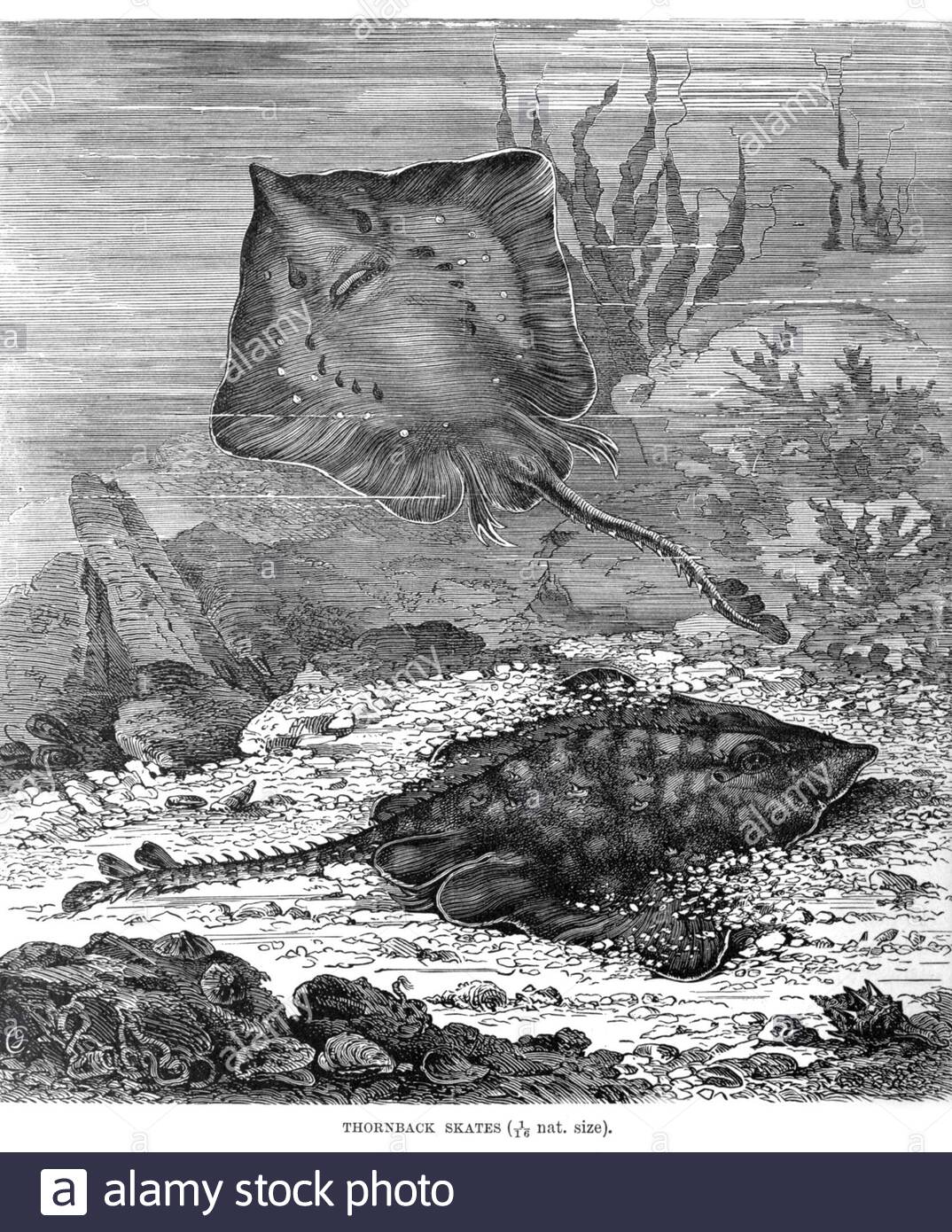 Thornback Skate (Thornback Ray), vintage illustration from 1896 Stock ...