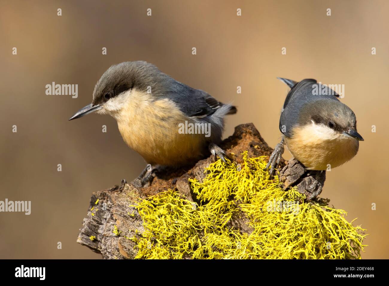 Pygmy Nuthatch (Sitta pygmaea), Cabin Lake Viewing Blind, Deschutes ...
