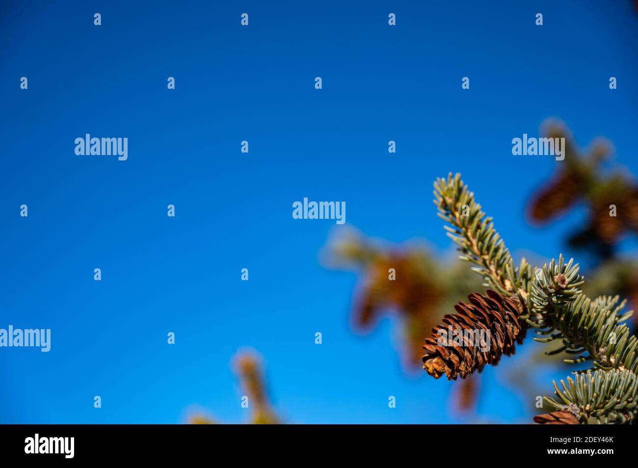 natural evergreen tree with pine cone seed pods in a grouping Stock ...