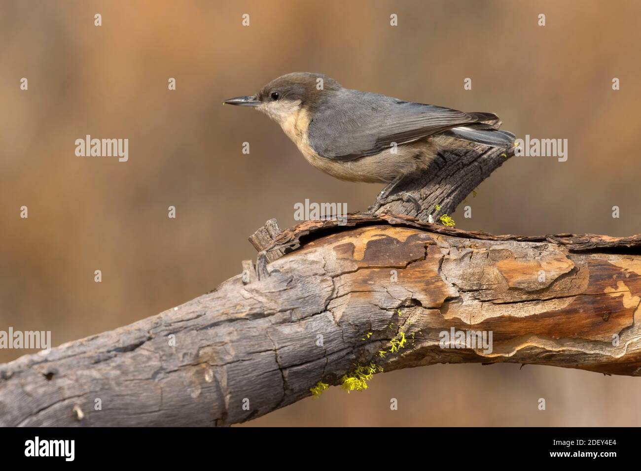 Pygmy Nuthatch (Sitta pygmaea), Cabin Lake Viewing Blind, Deschutes ...