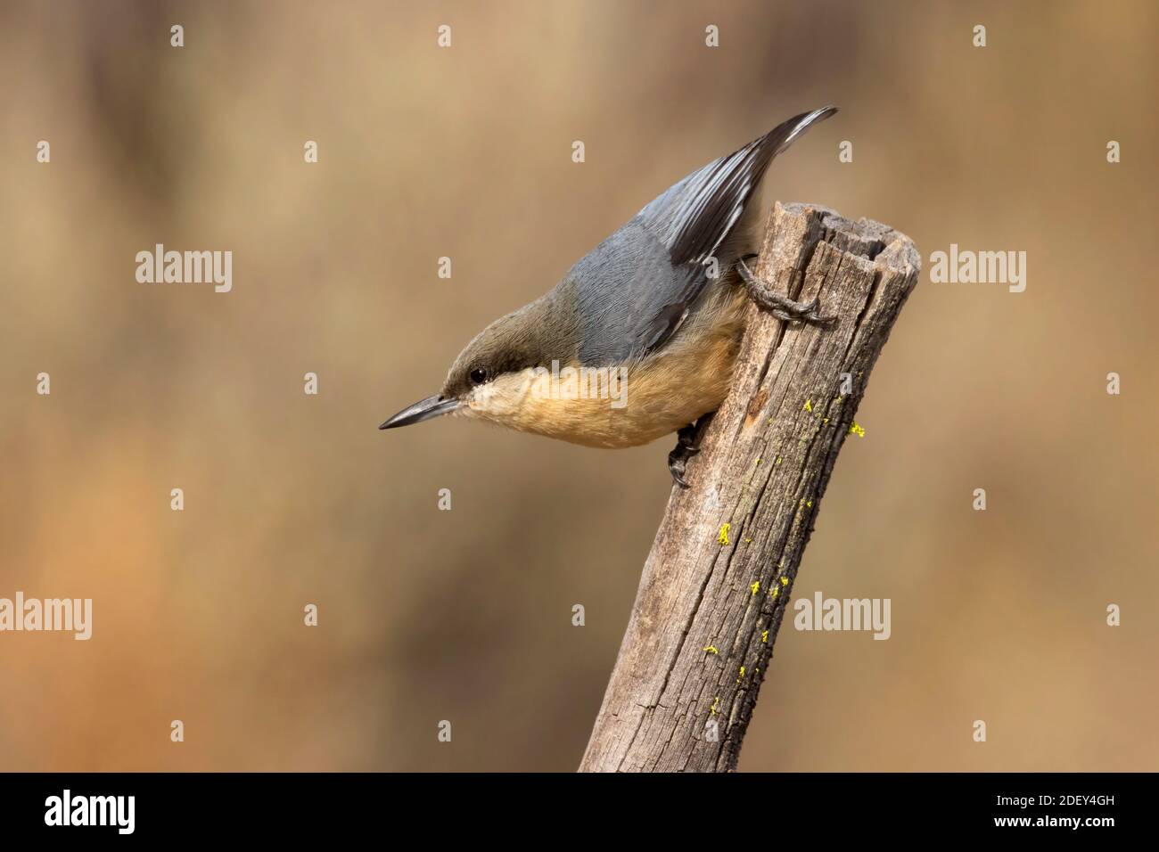 Pygmy Nuthatch (Sitta pygmaea), Cabin Lake Viewing Blind, Deschutes ...