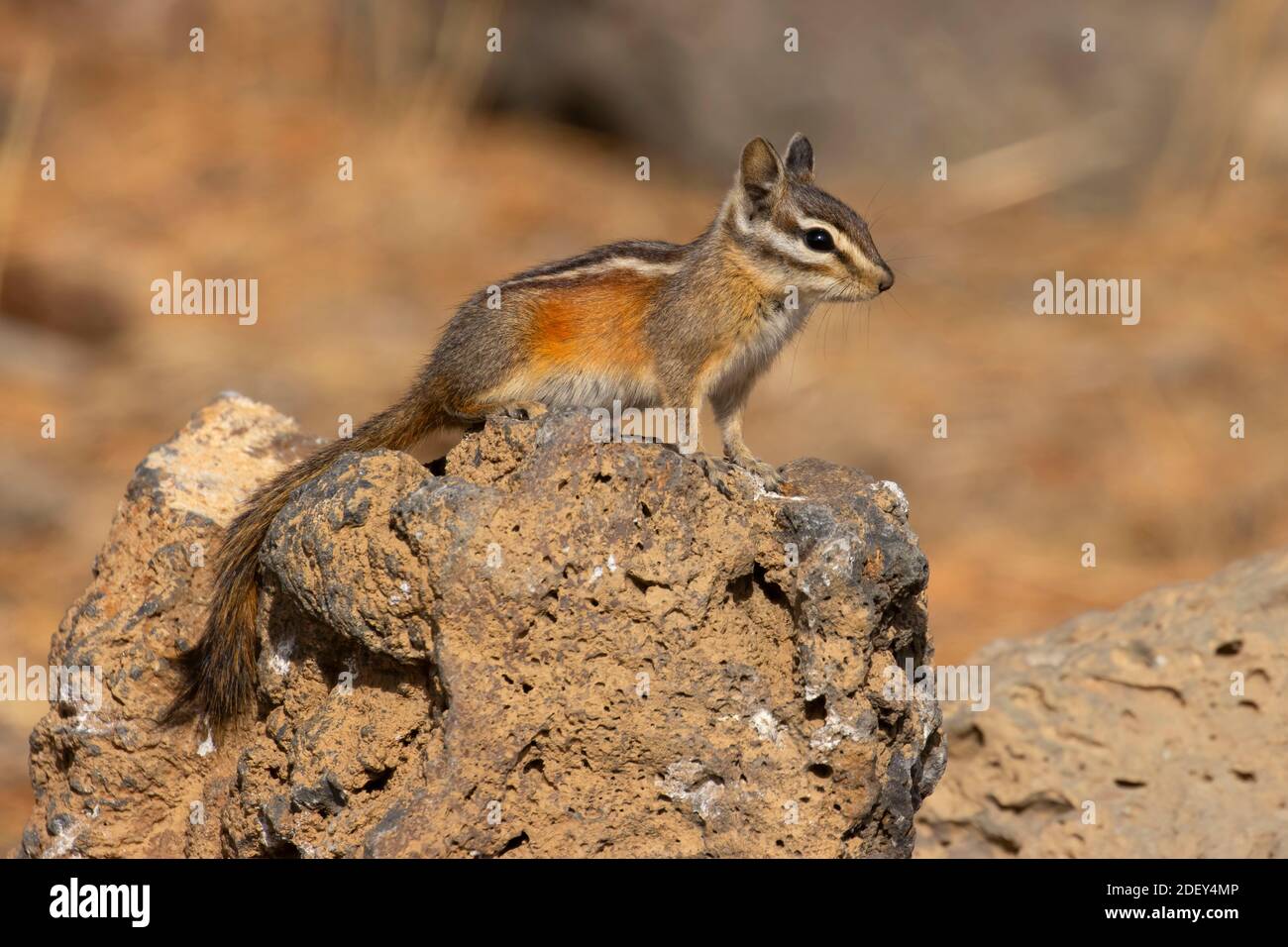 Chipmunk, Cabin Lake Viewing Blind, Deschutes National Forest, Oregon ...