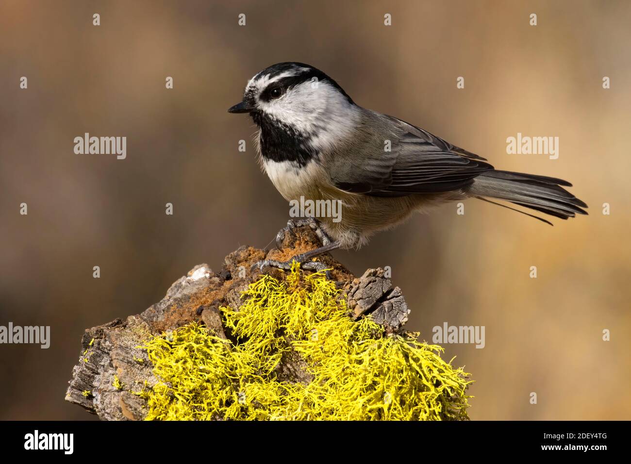 Mountain Chickadee (Poecile gambeli), Cabin Lake Viewing Blind ...