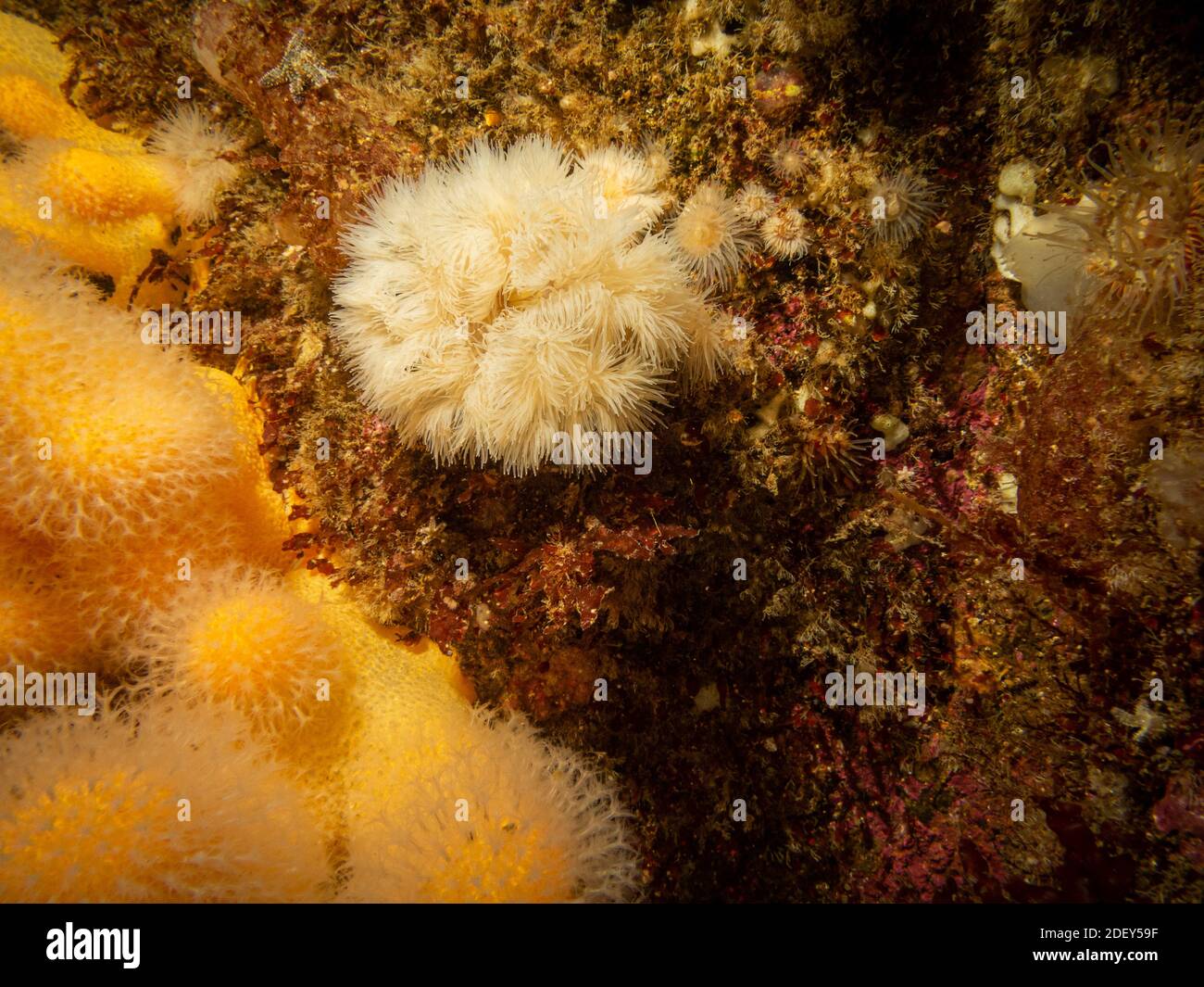 A closeup picture of a feeding soft coral dead man's fingers or ...