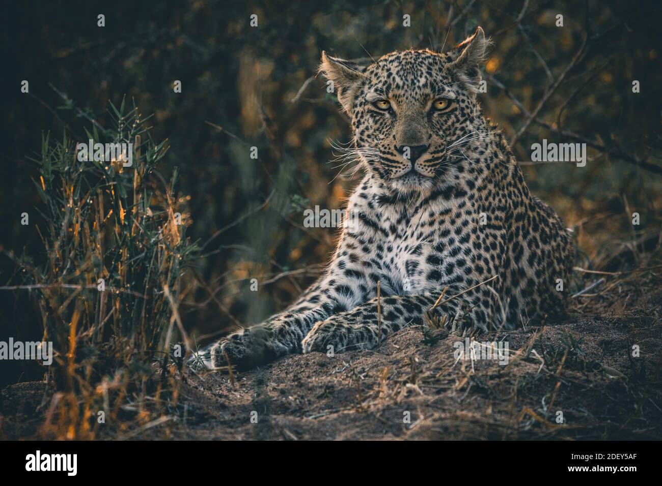 Leopard Relaxing in the Bush Stock Photo - Alamy