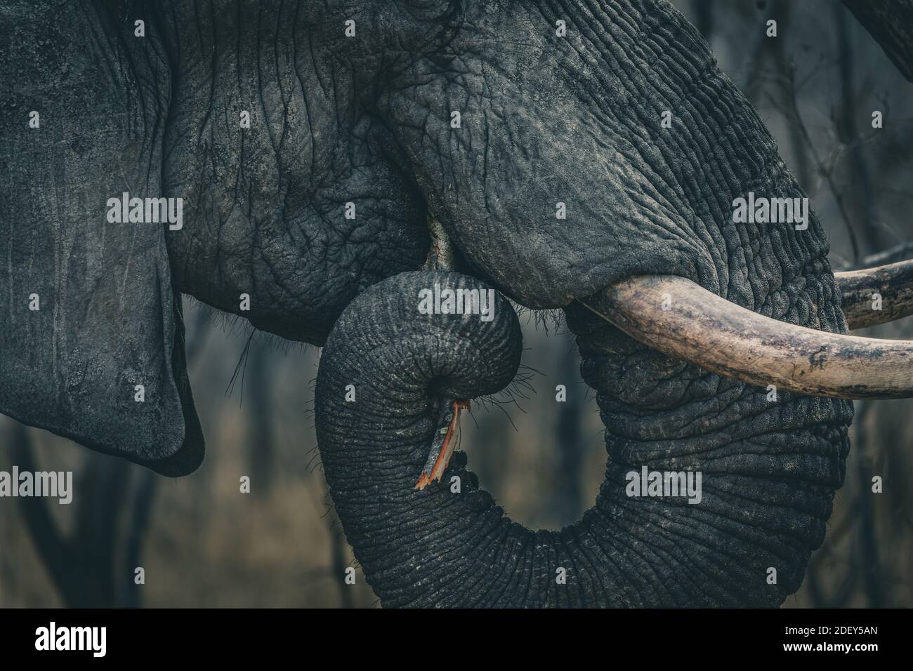 Elephant texture wood hi-res stock photography and images - Alamy