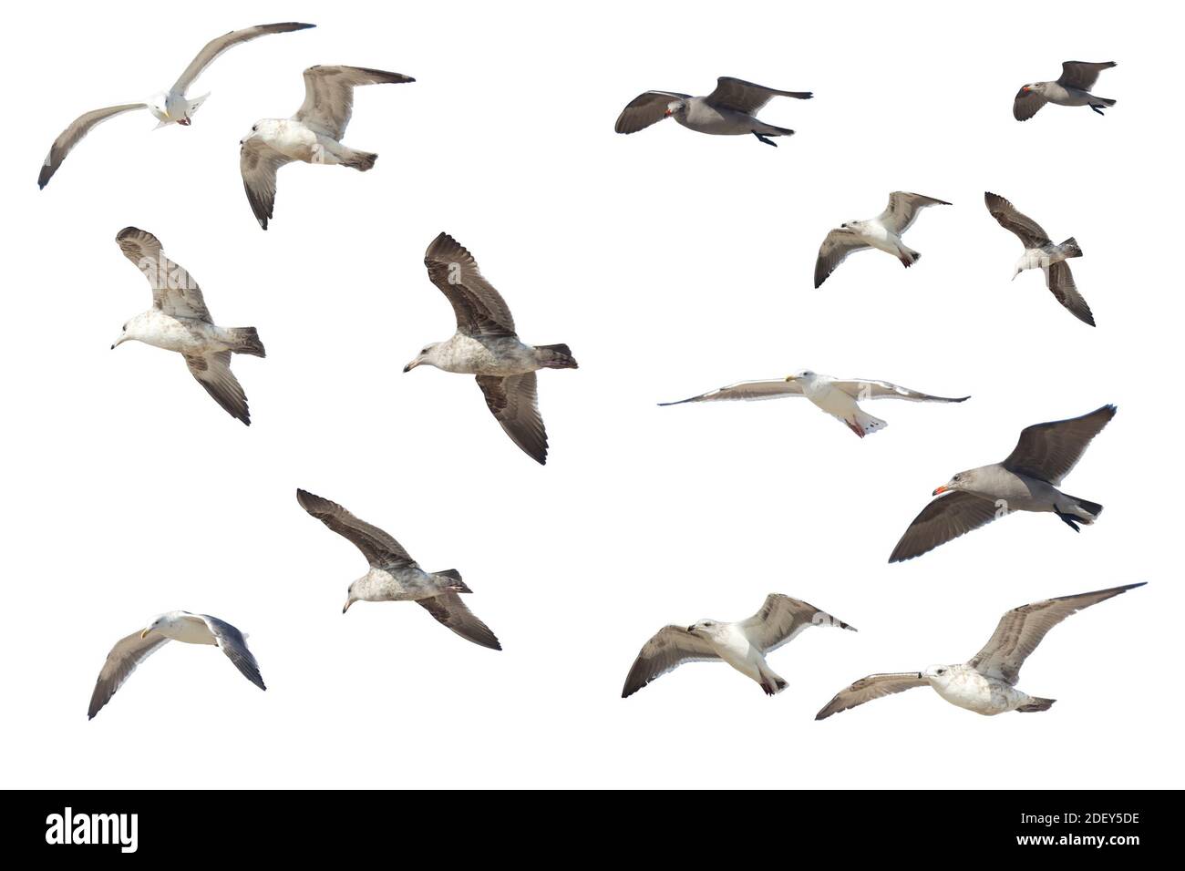 Many different flying seagulls isolated on white background Stock Photo ...