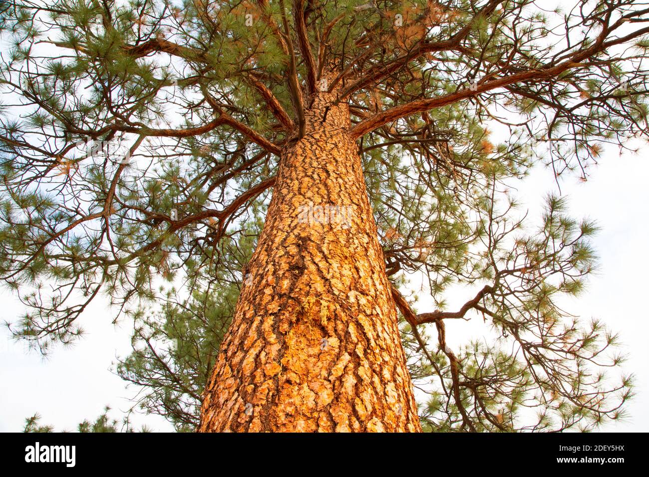 Tall old growth ponderosa pine hi-res stock photography and images - Alamy