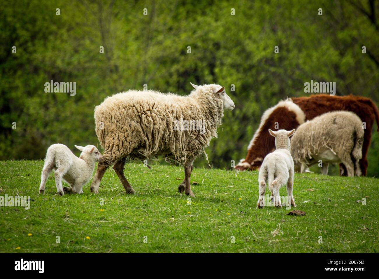Mother sheep with two babies on farm hillside during early spring day ...