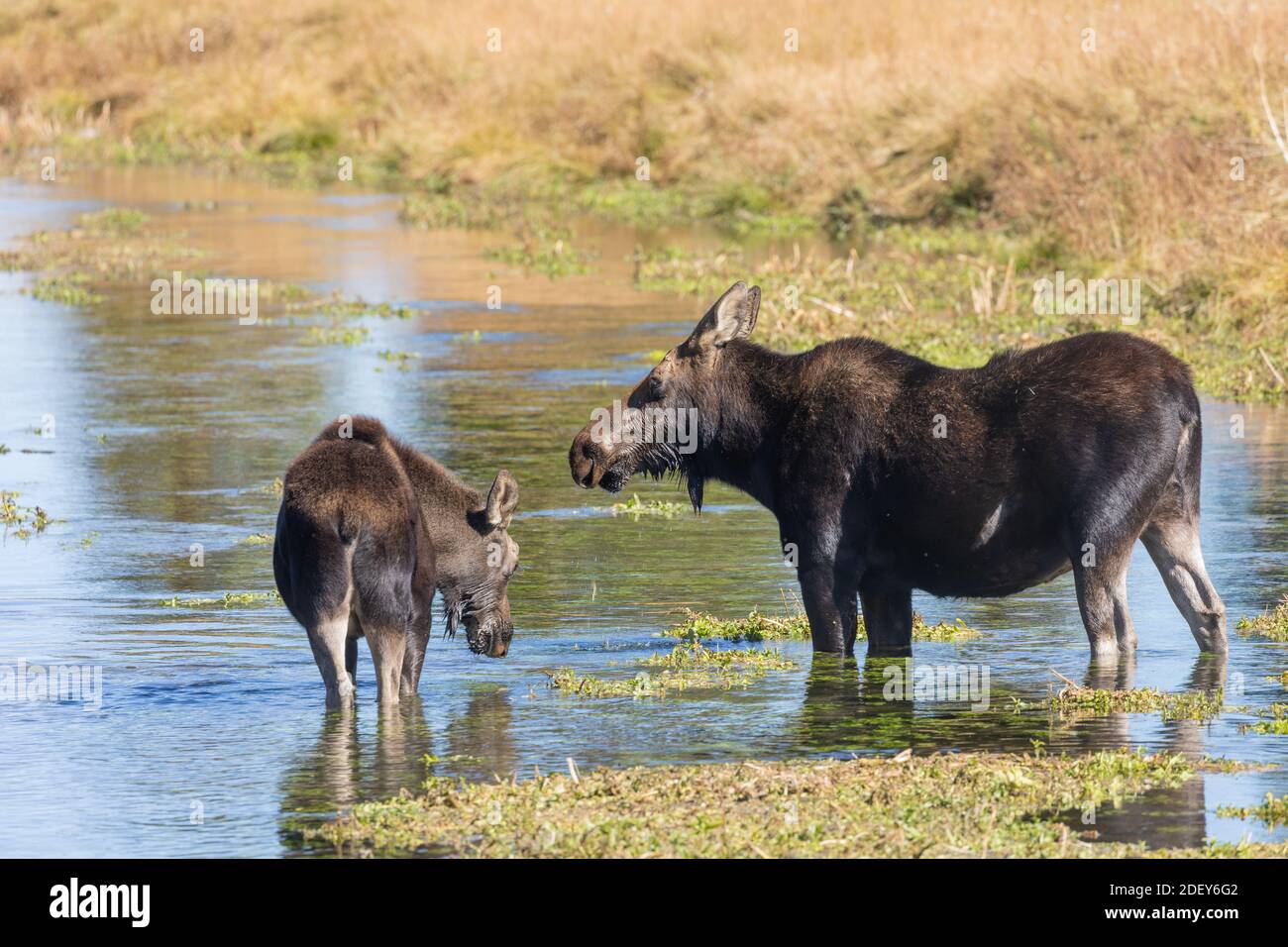 Cow and Calf Moose in a Pond in Wyoming in Autumn Stock Photo - Alamy