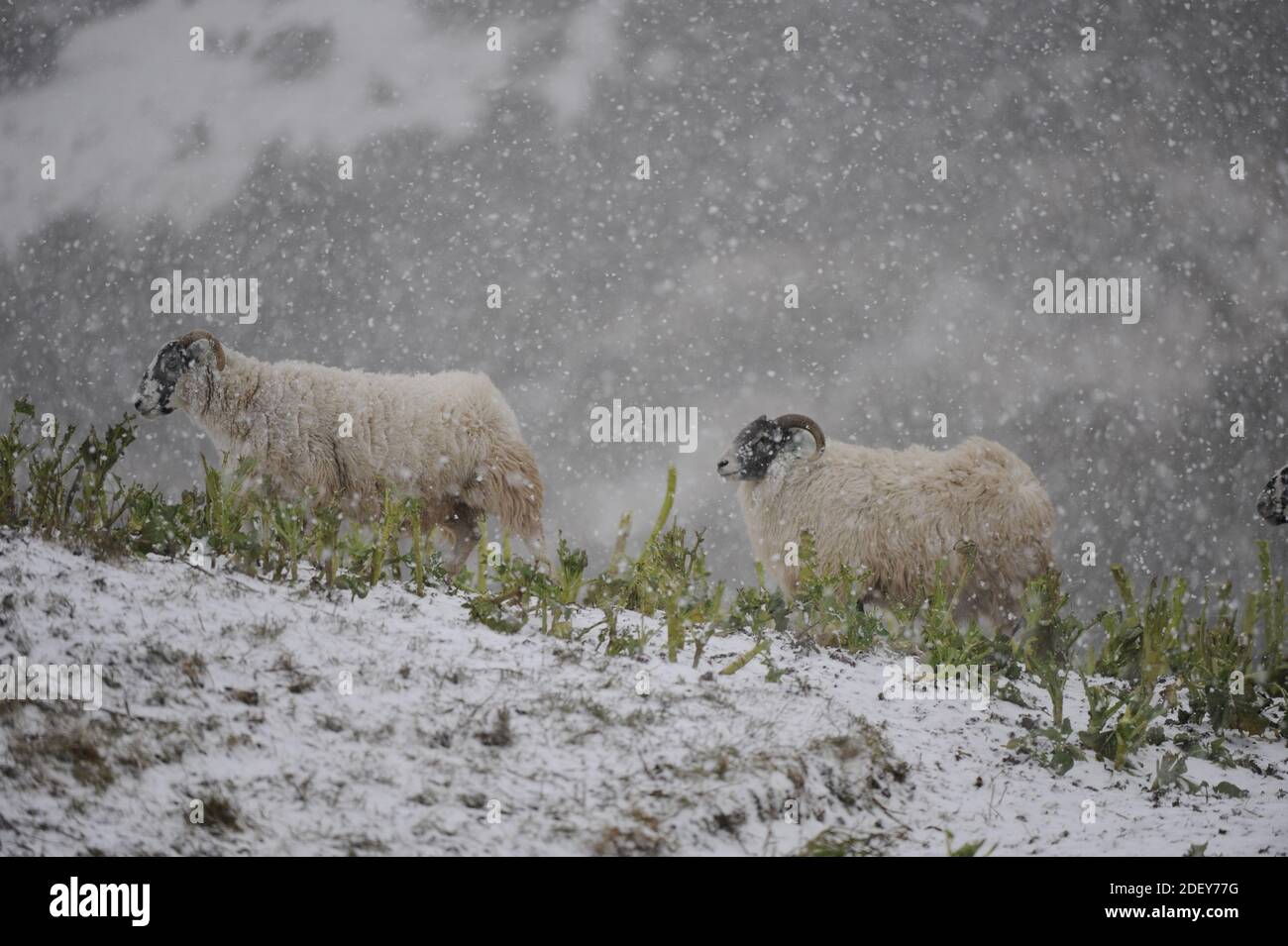 Sheep in snow, Scotland Stock Photo - Alamy