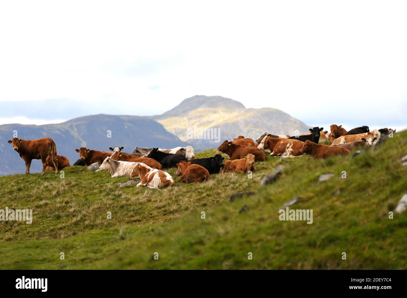 Beef Cattle resting on upland pasture, Scotland Stock Photo - Alamy