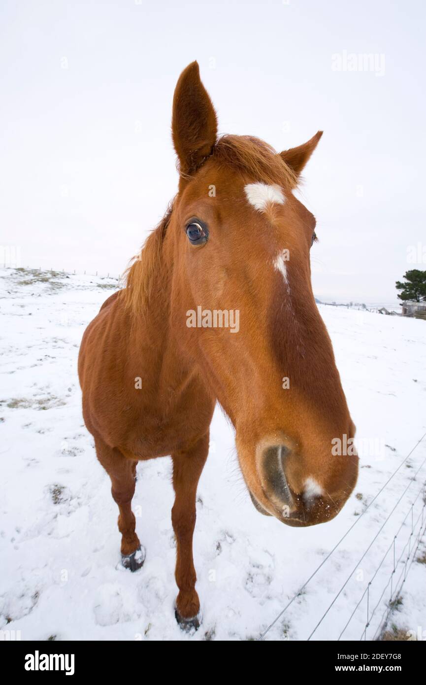 Red horse close up in Scotland Stock Photo - Alamy
