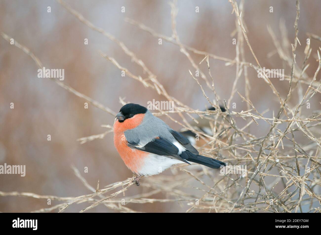 Male Bullfinch portrait (Pyyrhula pyyrhula) - horizontal format Stock ...