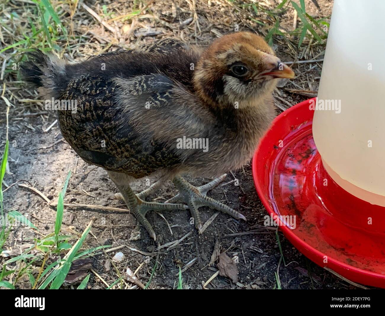 Easter Egger Chickens