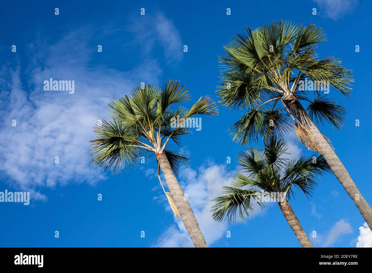 Green palm tree on blue sky background. Tropical vacation banner ...