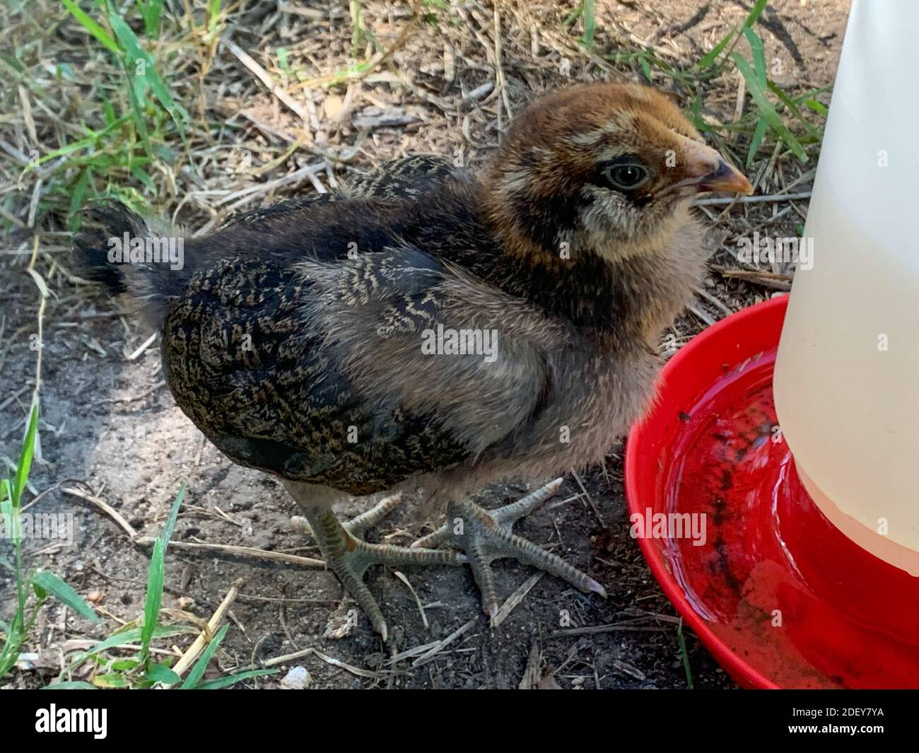 Baby Easter egger chick in the backyard drinking water . High quality ...