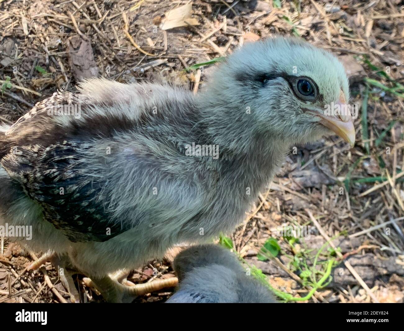 Easter Egger Baby Chicks