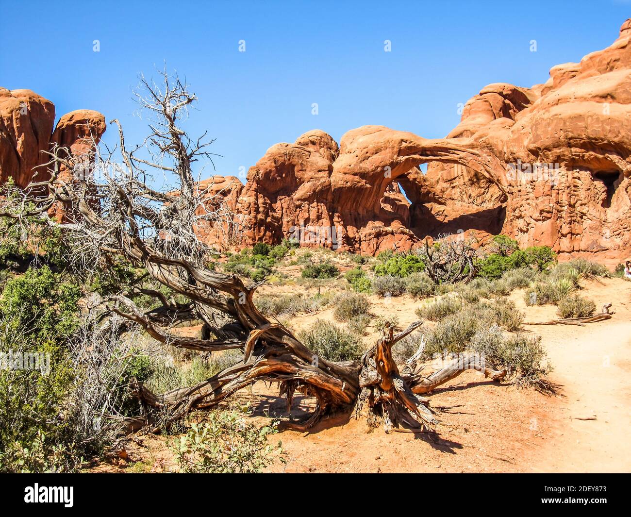 Dead tree with the Double arch in the background, Arches national Park ...