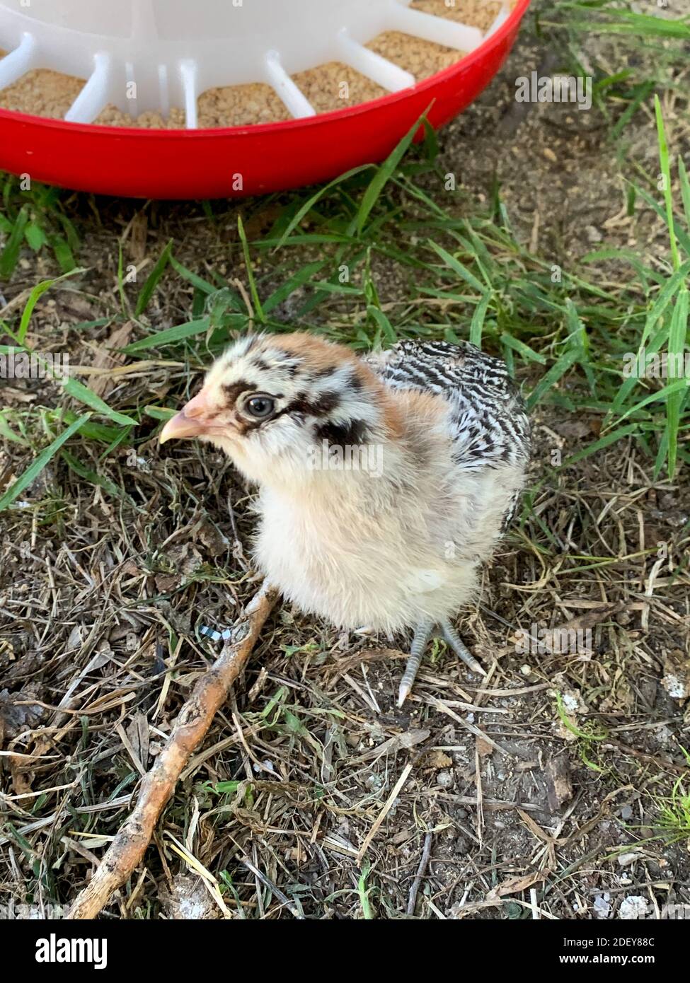 Easter egger chicken hi-res stock photography and images - Alamy