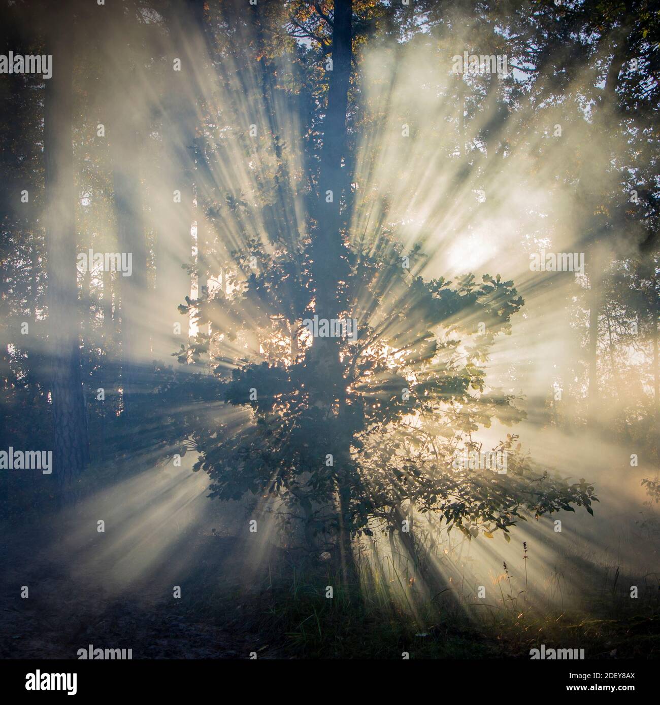 Beautiful morning scene, sun rays break through the branches of trees ...