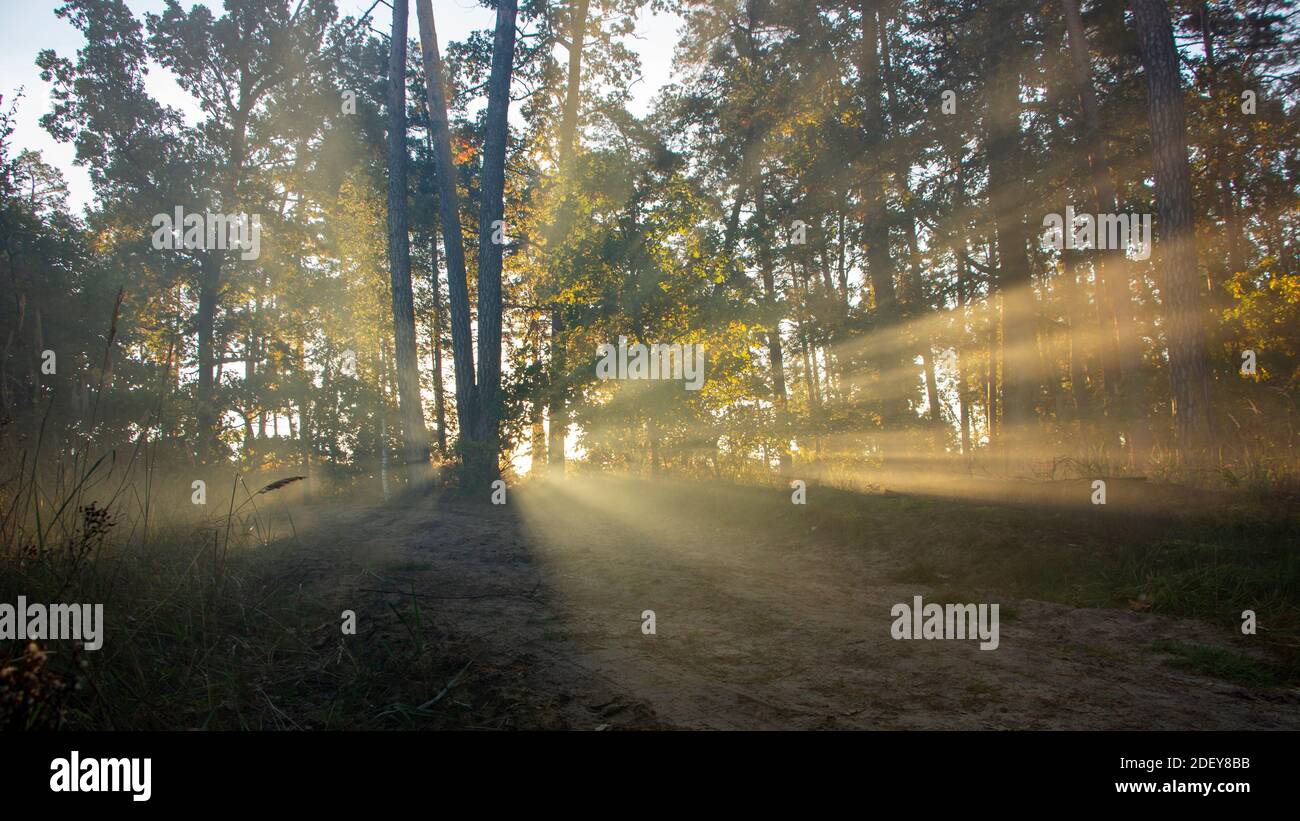 Beautiful morning scene, sun rays break through the branches of trees ...
