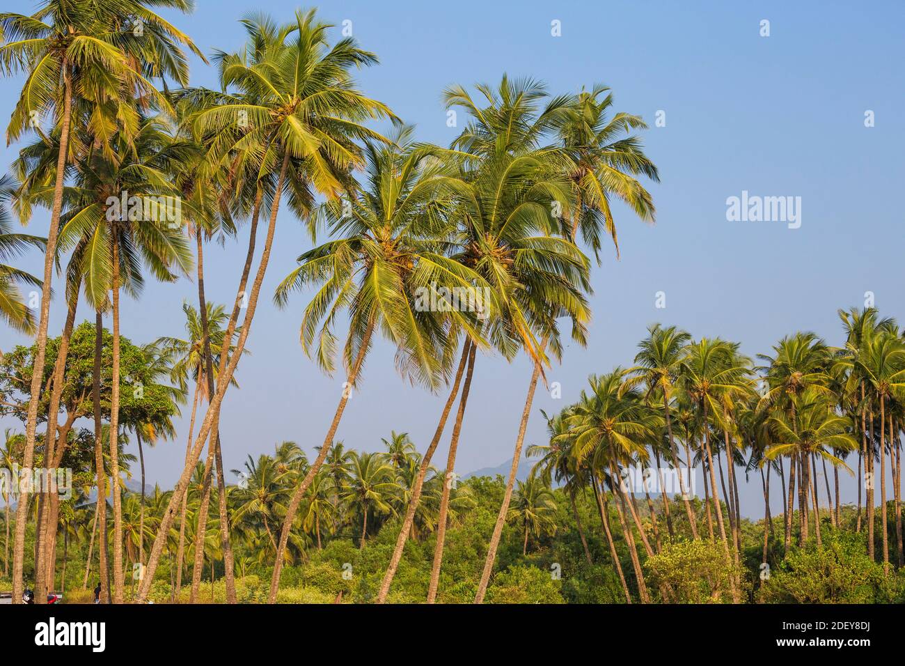 India, Goa, Palm trees at Agonda Beach Stock Photo - Alamy