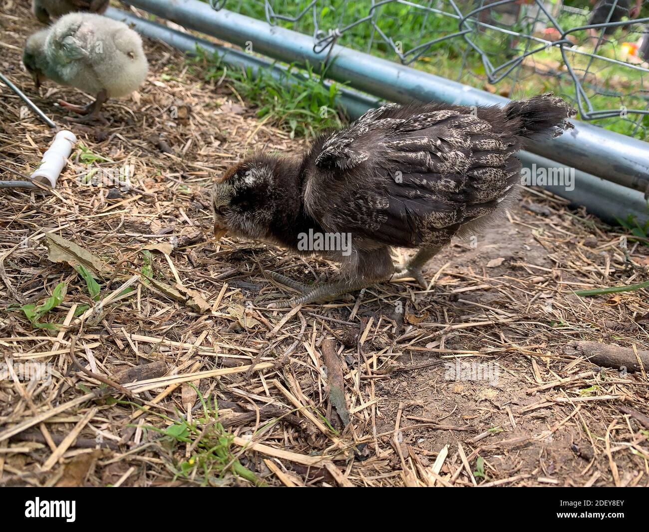 Side angle view of Baby Easter egger chick in the backyard . High ...