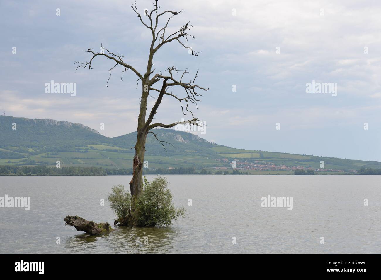 Drowned tree hi-res stock photography and images - Alamy