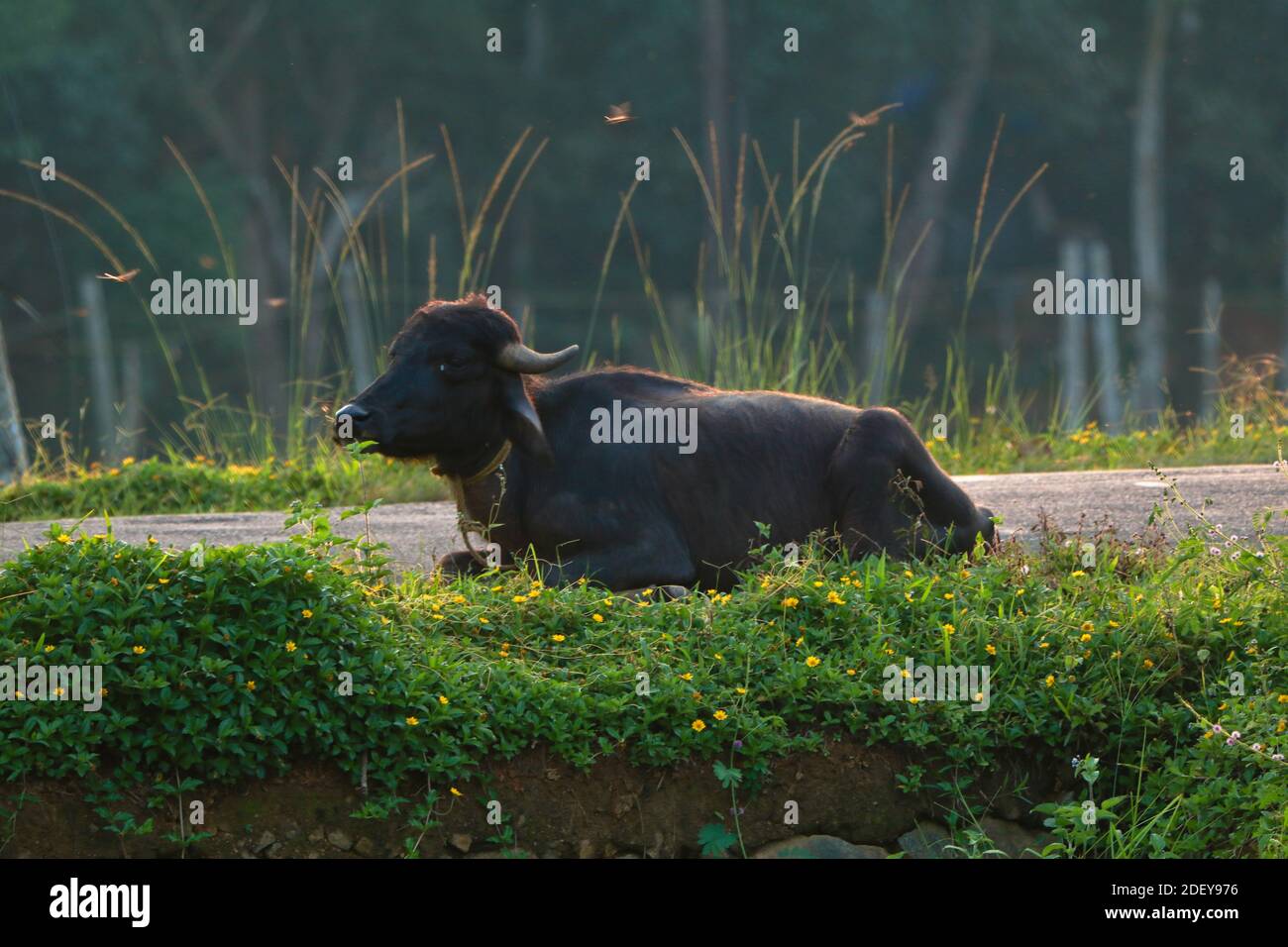 Buffalo resting on the road side, silhouette light Stock Photo - Alamy