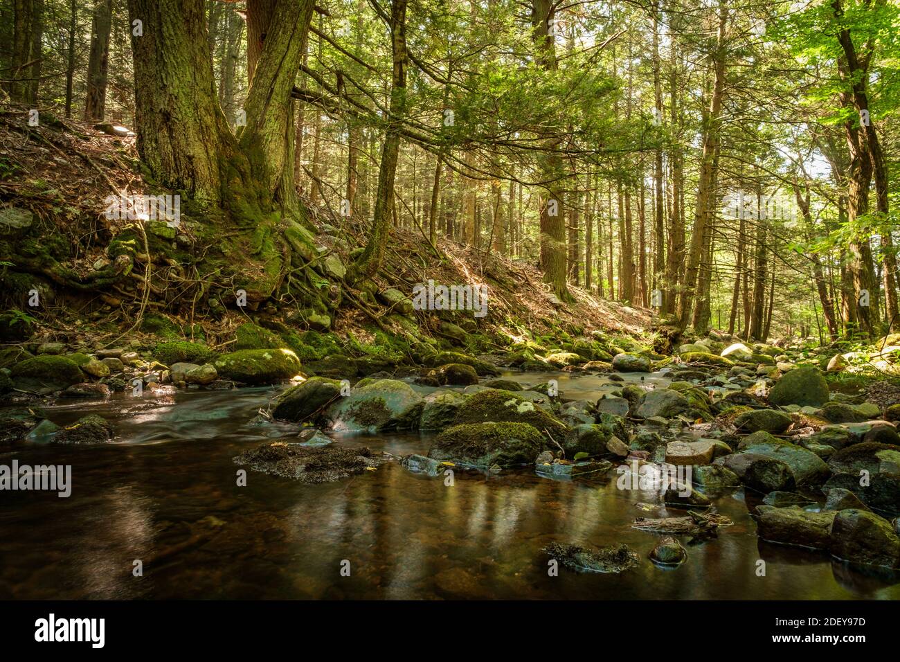 Summer day forest stream water with motion blur waves Stock Photo - Alamy