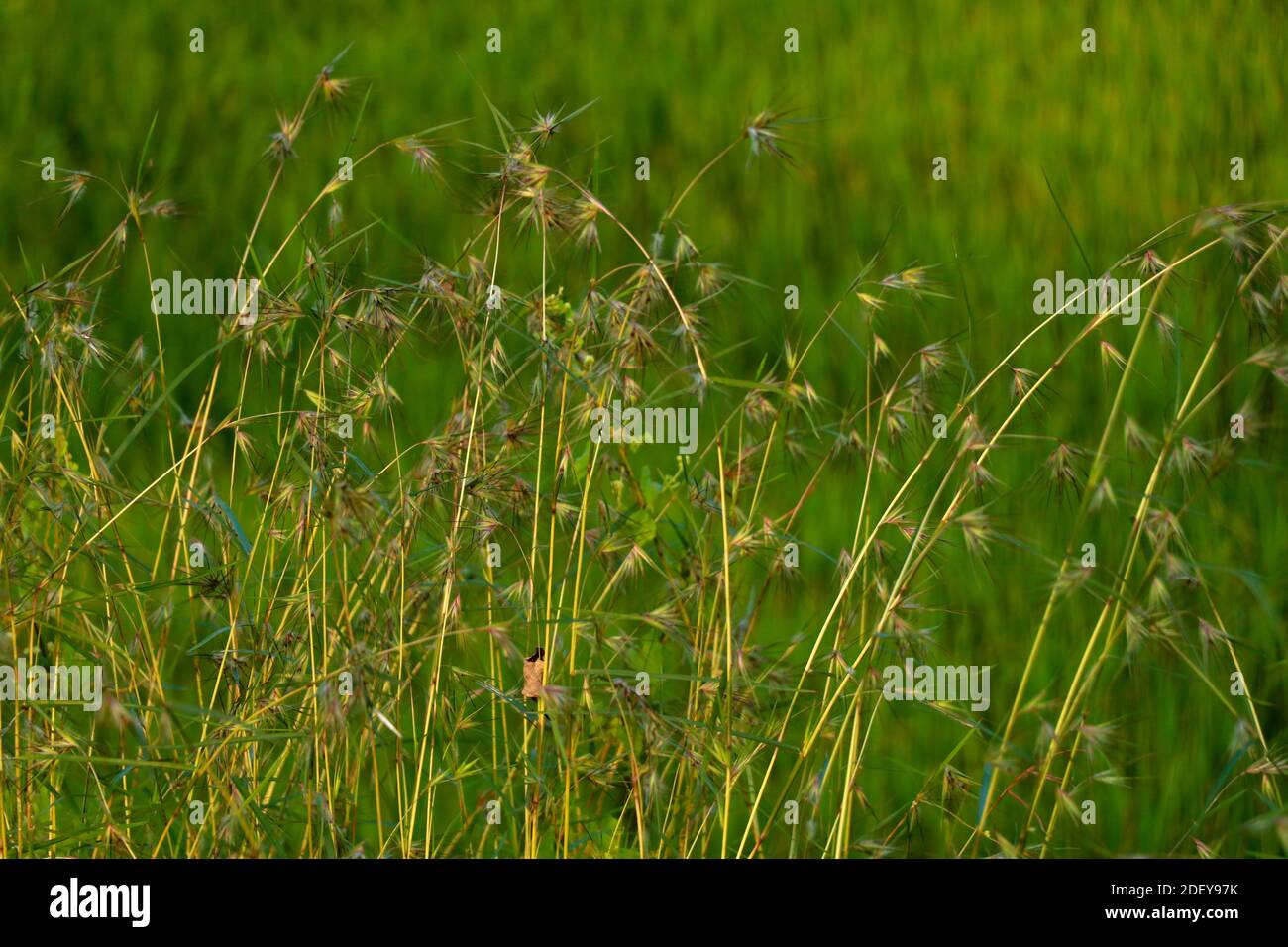Weed grass against paddy field, selective focus Stock Photo - Alamy